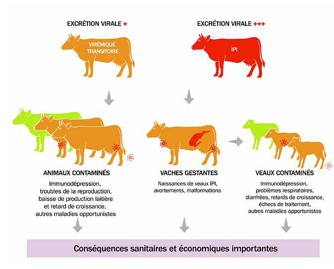 Campagne d’éradication BVD: démarrage au 1er janvier 2019 – GDS31